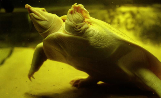 Дальневосточная черепаха - Черепахи.инфо