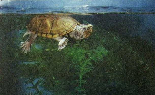 Иловые и мускусные черепахи - Черепахи.инфо
