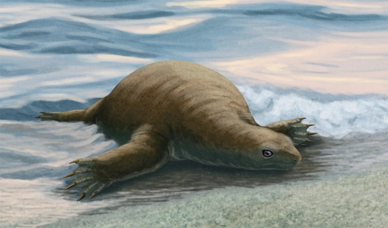 Необычные древние морские черепахи - Черепахи.инфо