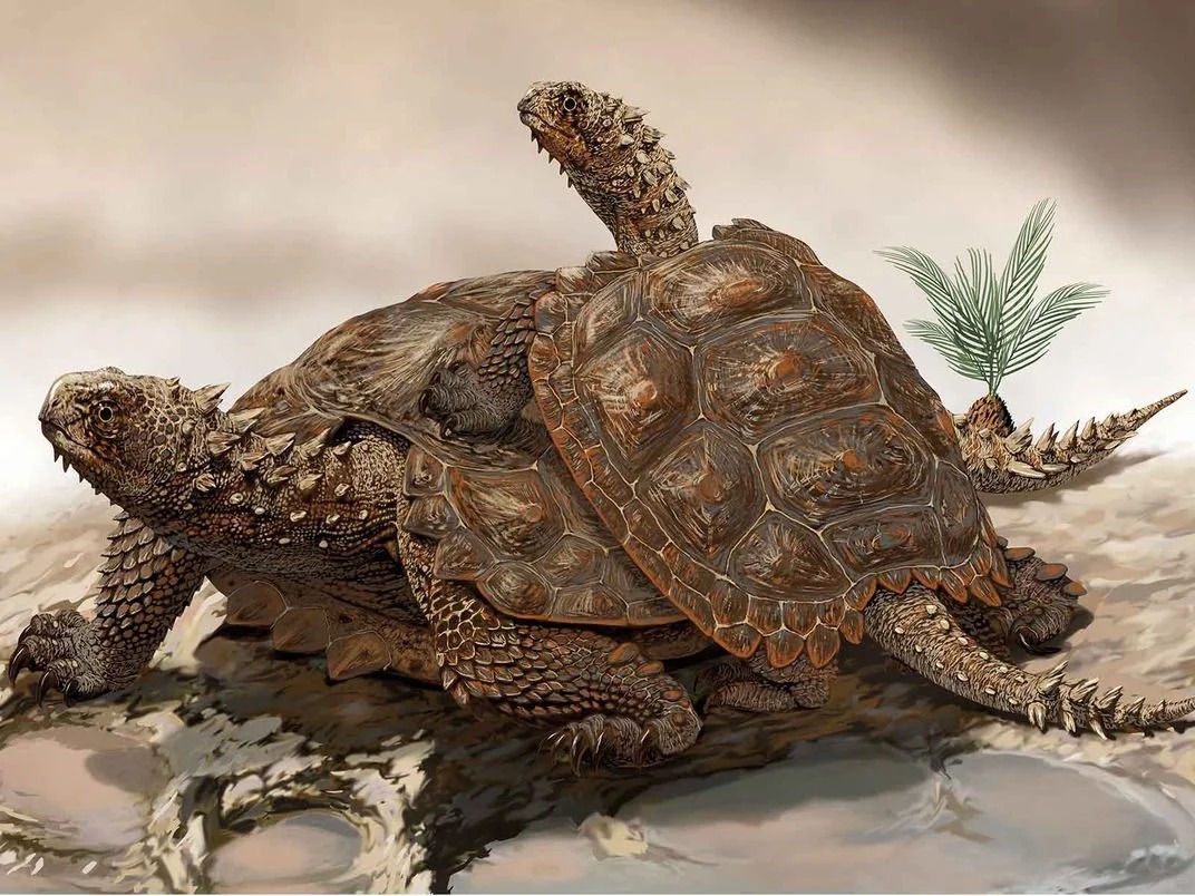 Необычные древние пресноводные черепахи - Черепахи.инфо